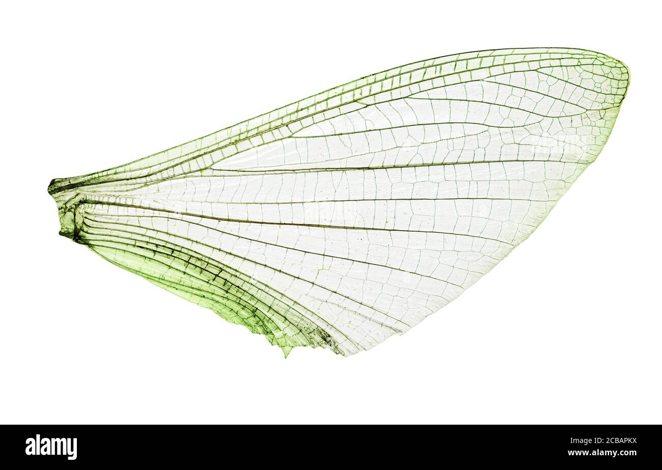 The cut out single wing of an insect as a close-up with fine ...