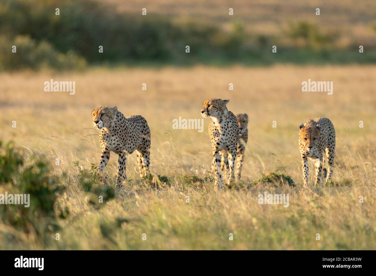 Four cheetah brothers walking together at sunset in Masai Mara in Kenya ...