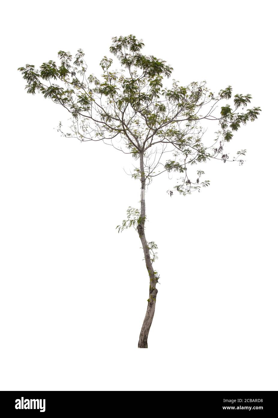 Tree isolated on white background for use in architectural design or ...