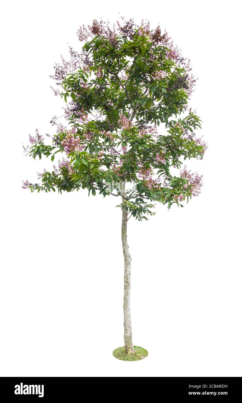 Tree with flower isolated on white background for use in architectural ...