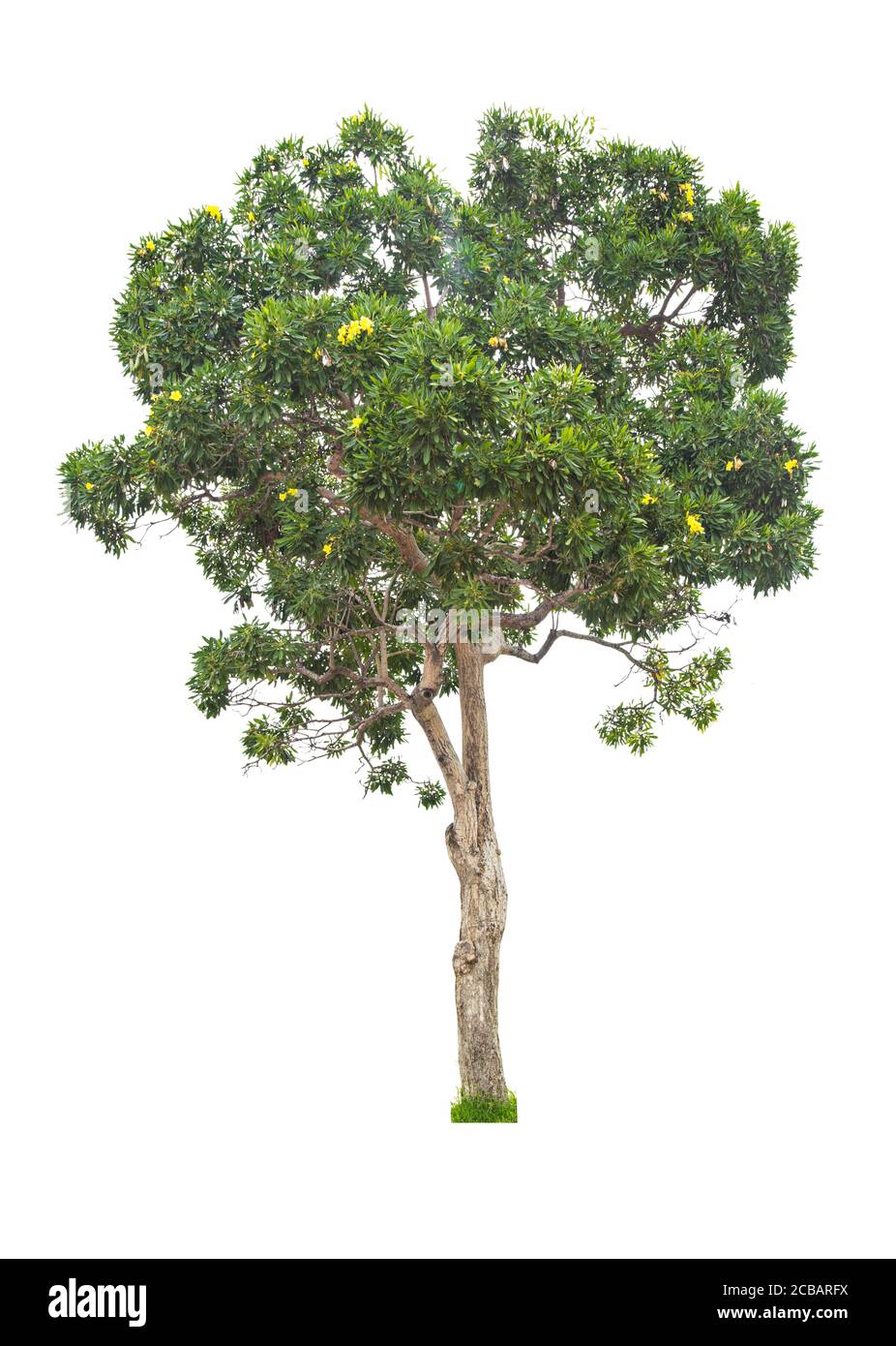 Tree with flower isolated on white background for use in architectural ...