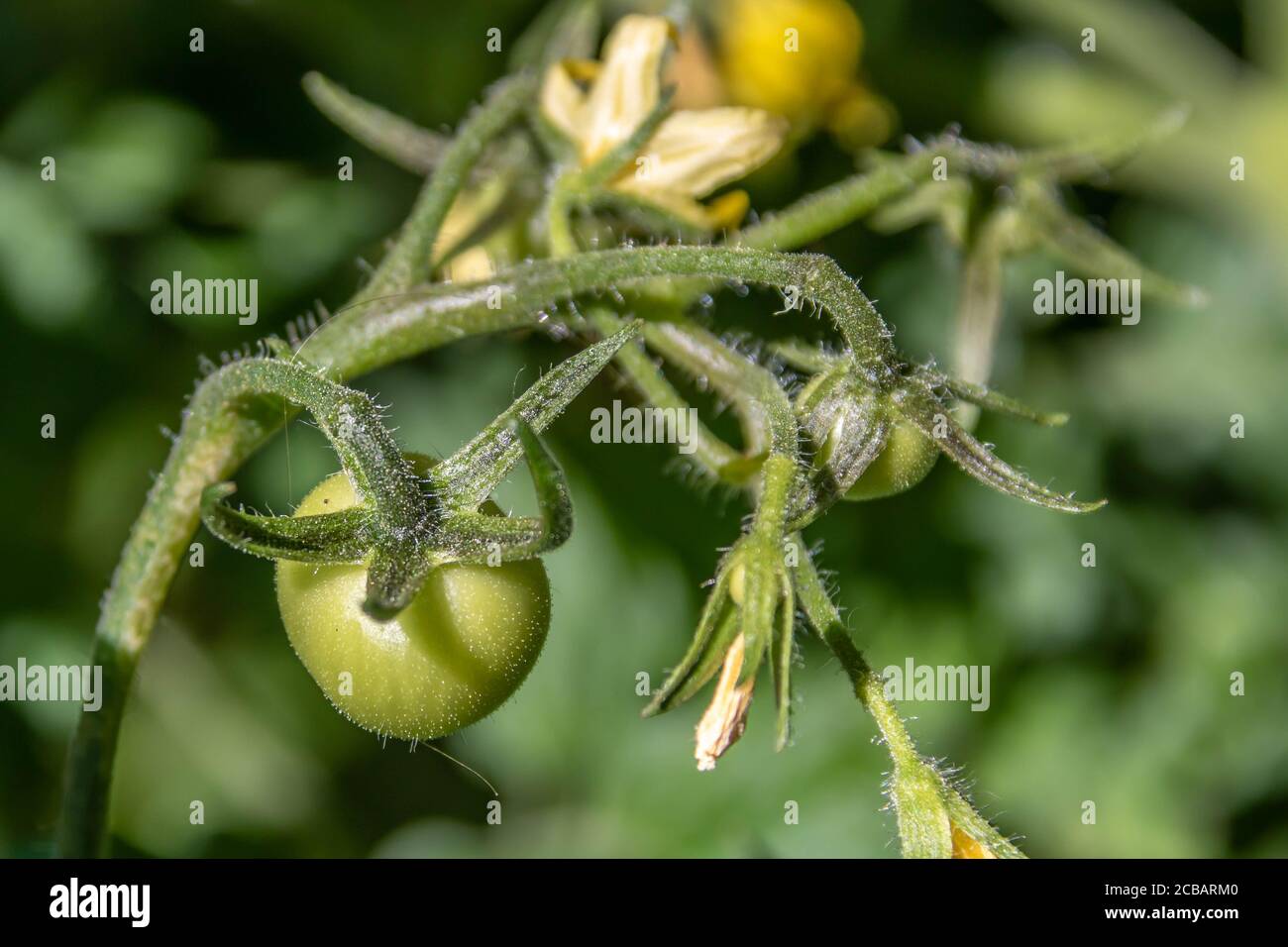 tomatoes growing in the sunshine Stock Photo - Alamy