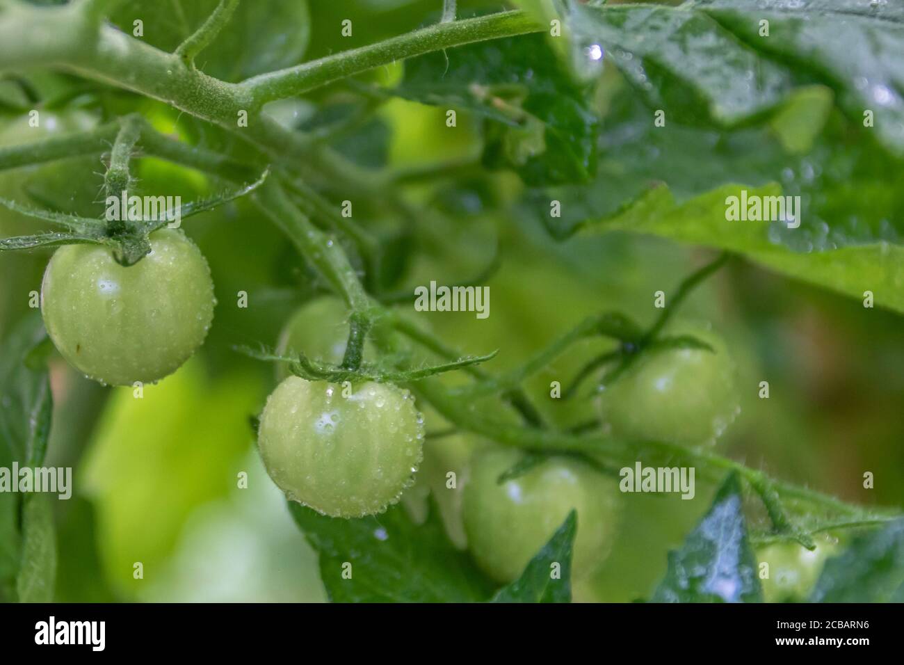 Growing in the sunshine hi-res stock photography and images - Alamy