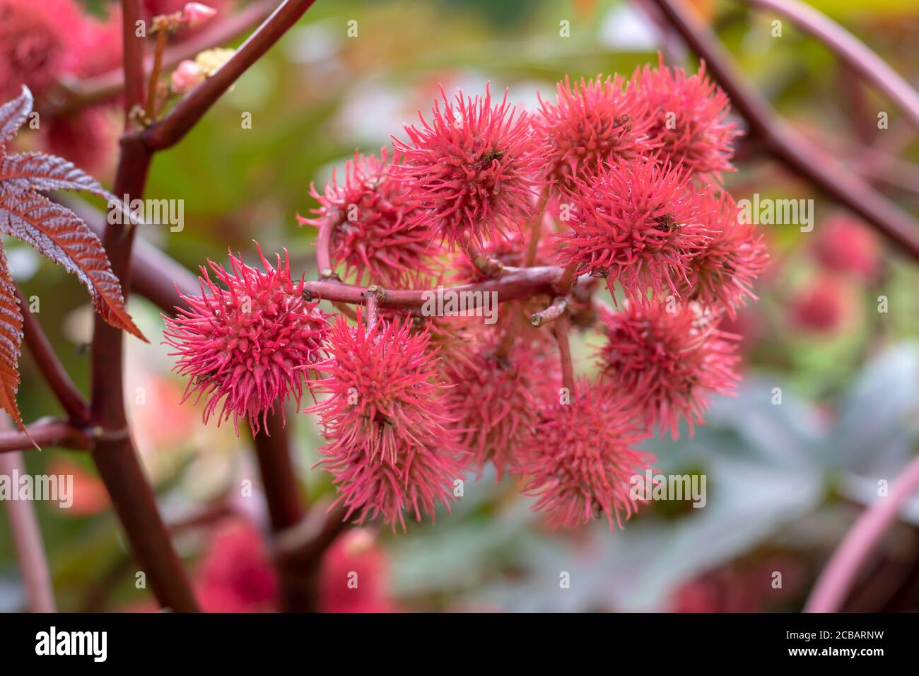 castor bean plant with red prickly fruits Stock Photo - Alamy