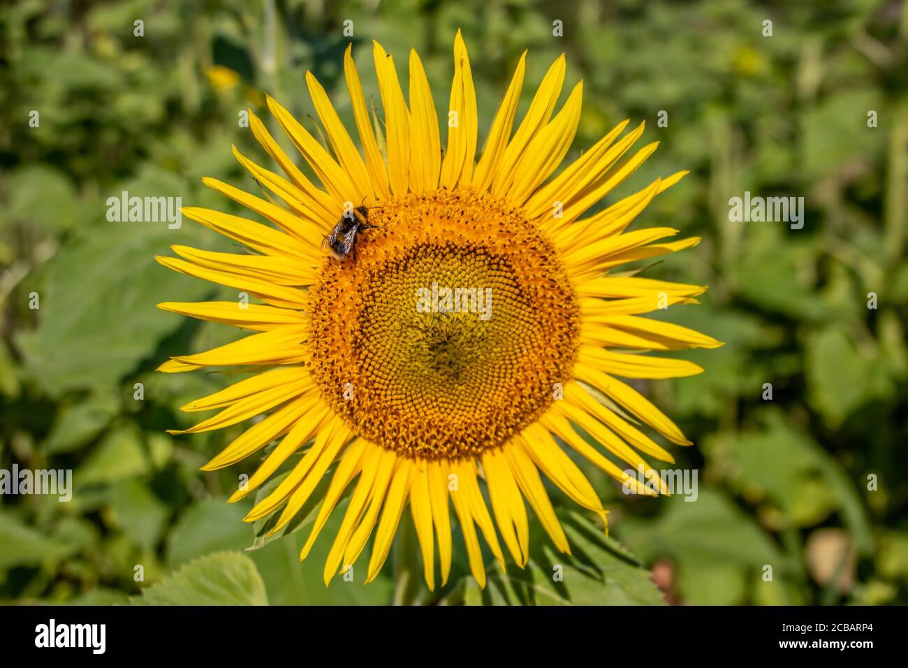 Oil collecting bee hi-res stock photography and images - Alamy