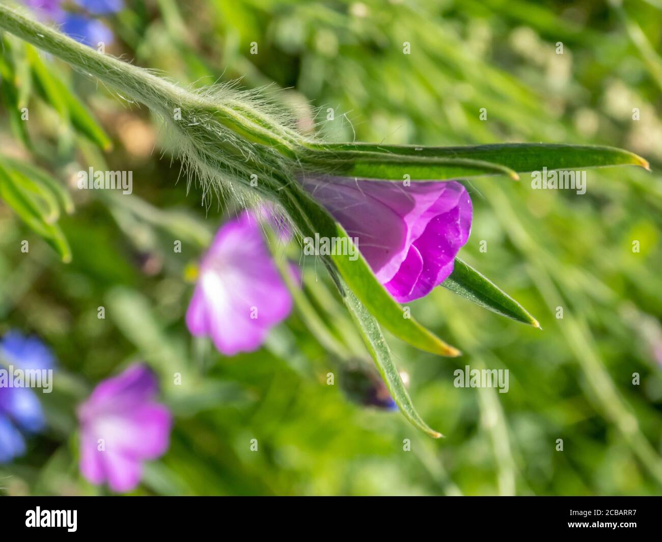 common corn cockle in a wildflower meadow on a summers day Stock Photo ...