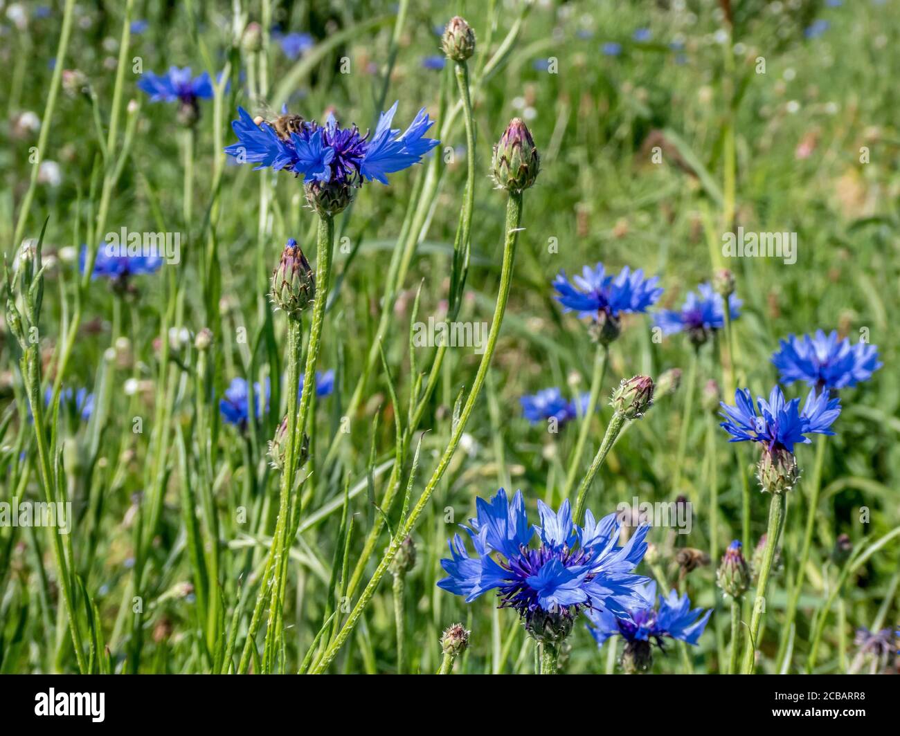 beautiful blue cornflowers blowing in the breeze on a summers day Stock ...