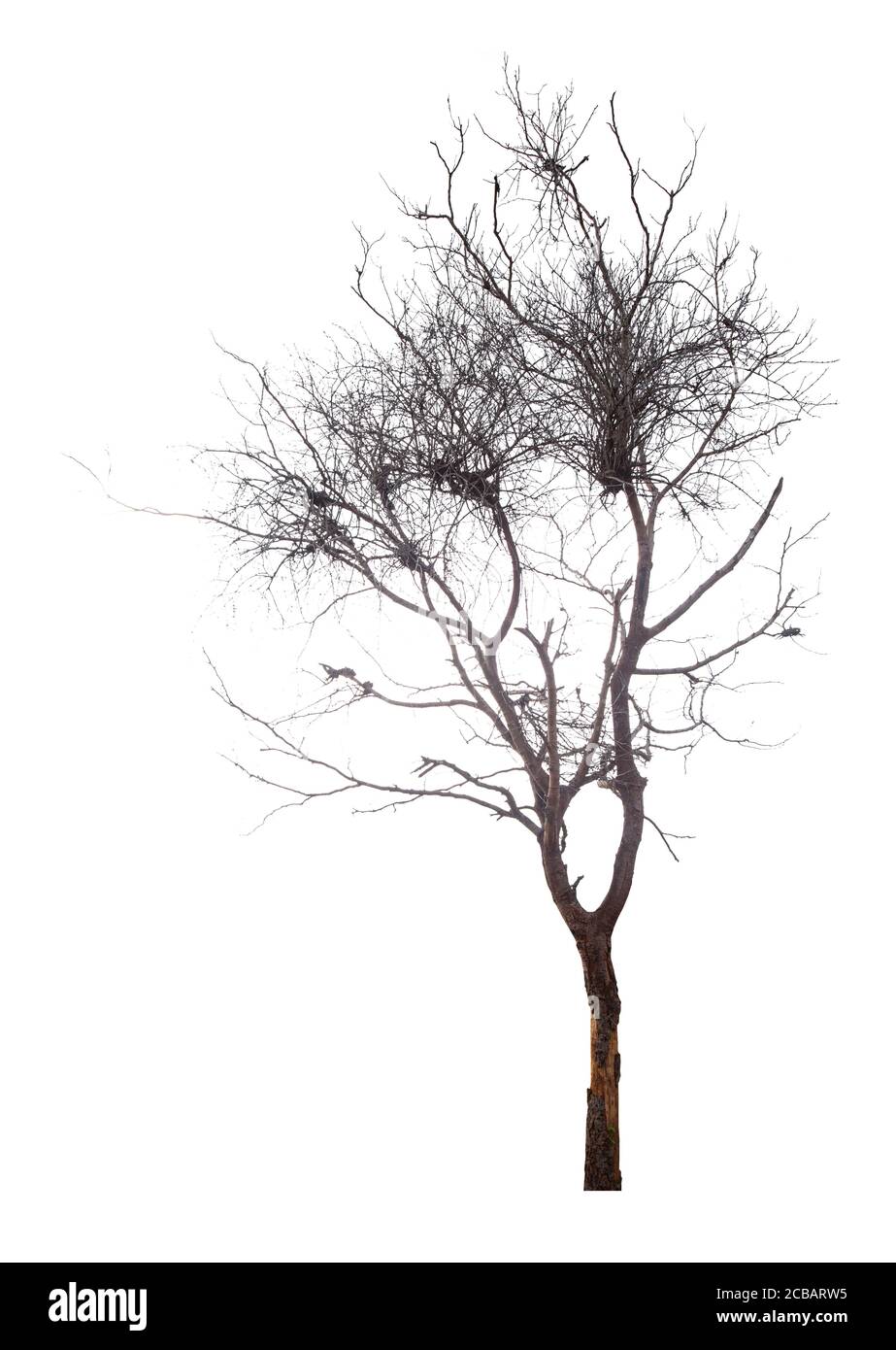 Dead tree isolated on white background Stock Photo - Alamy