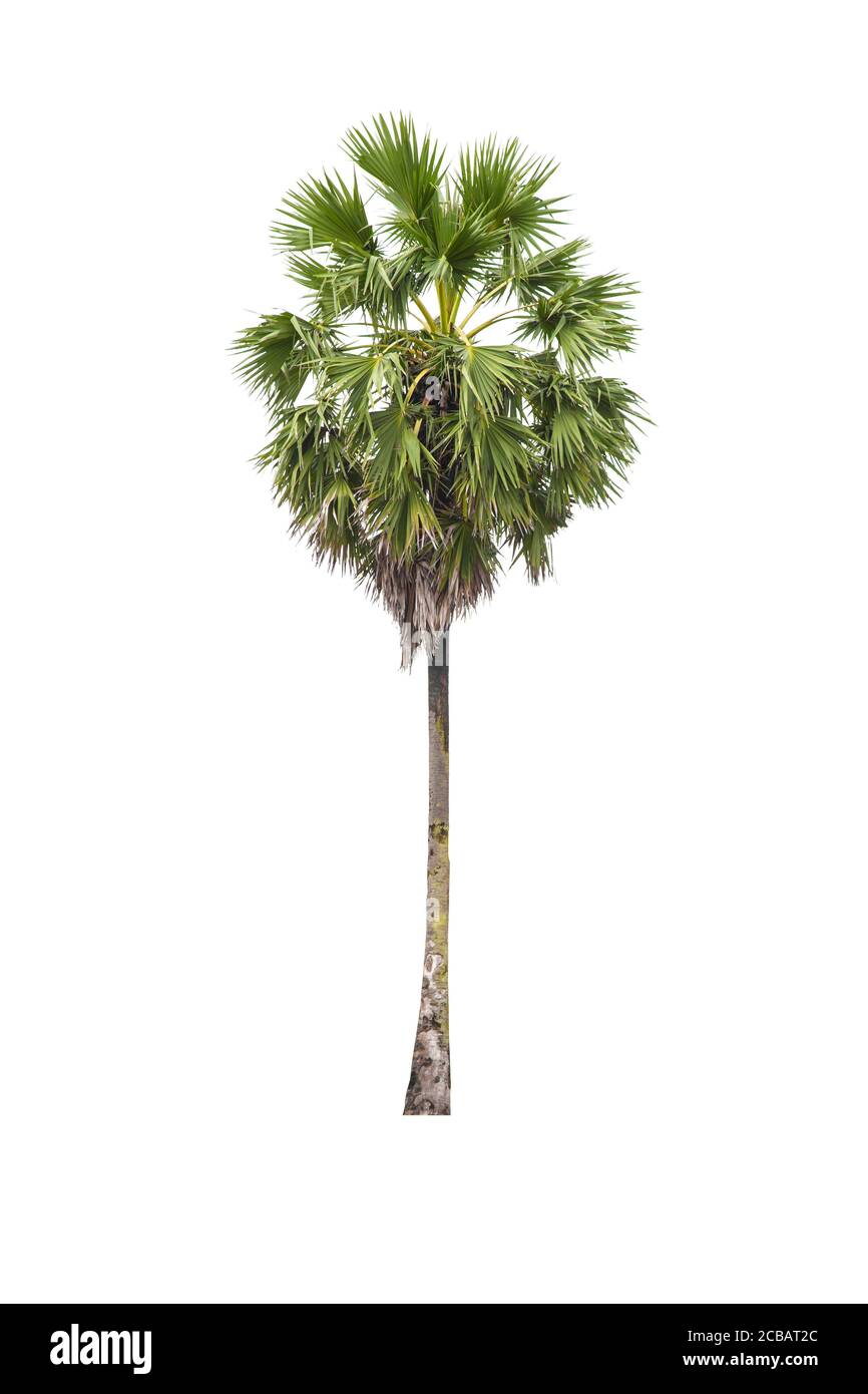 Sugar palm tree hi-res stock photography and images - Alamy