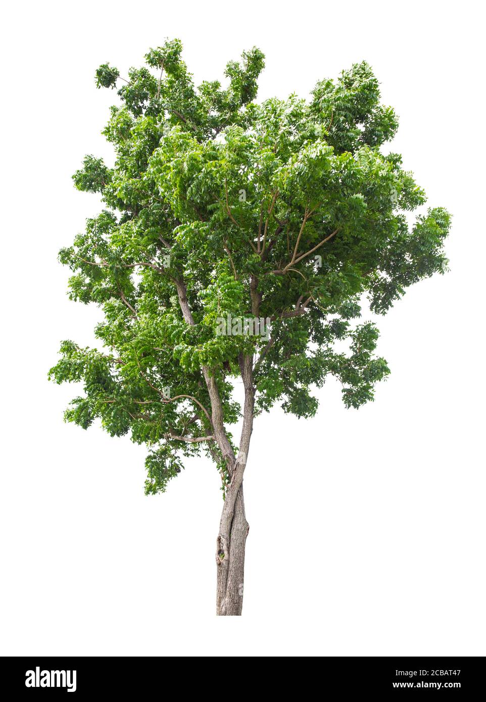 Tree isolated on white background for use in architectural design or ...