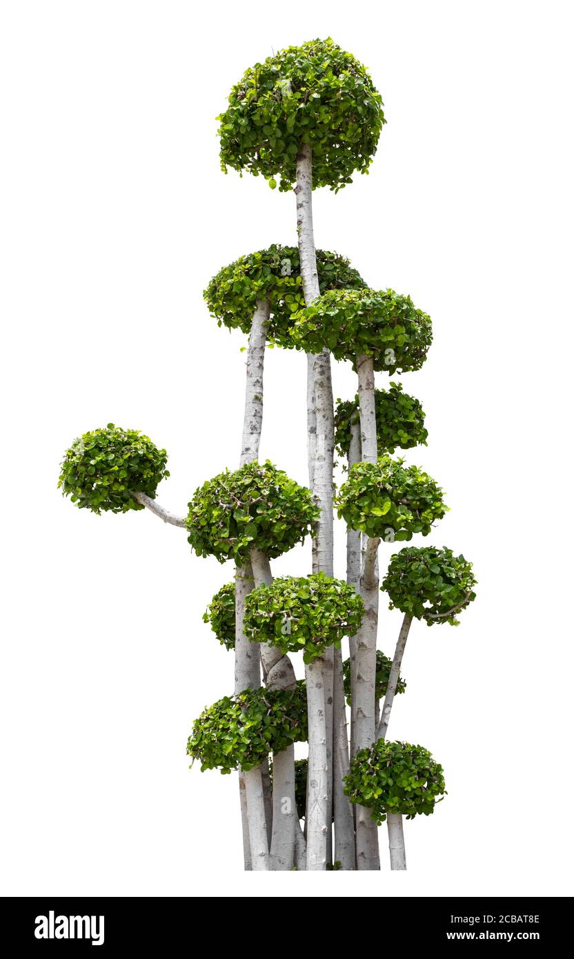 Tree isolated on white background for use in architectural design or ...