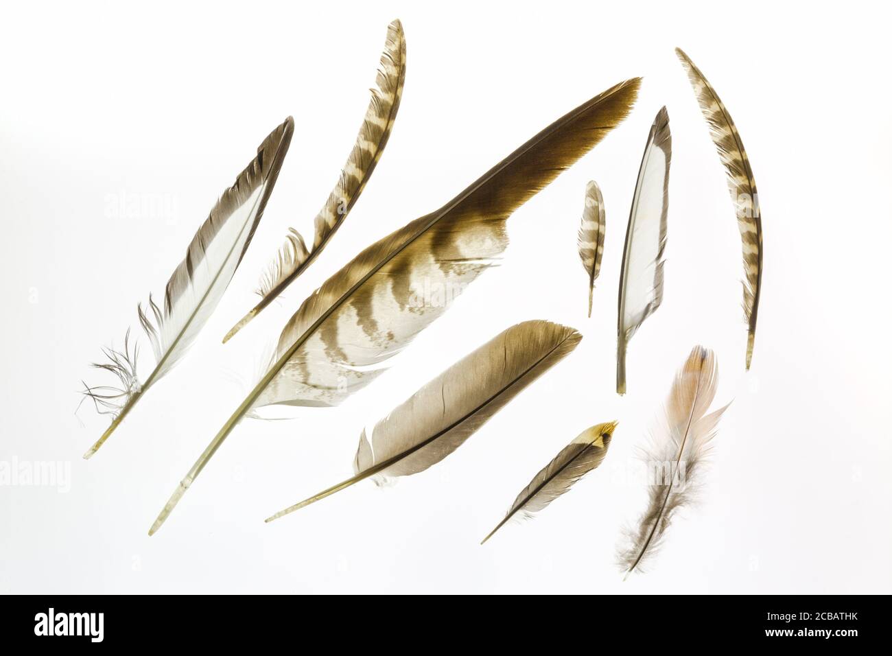 Feathers study hi-res stock photography and images - Alamy