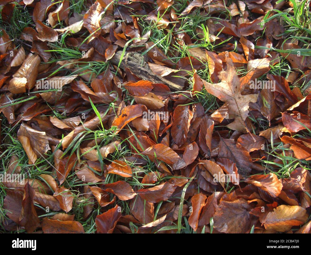 Beautiful shot of autumn leaves fallen on the green grass Stock Photo ...