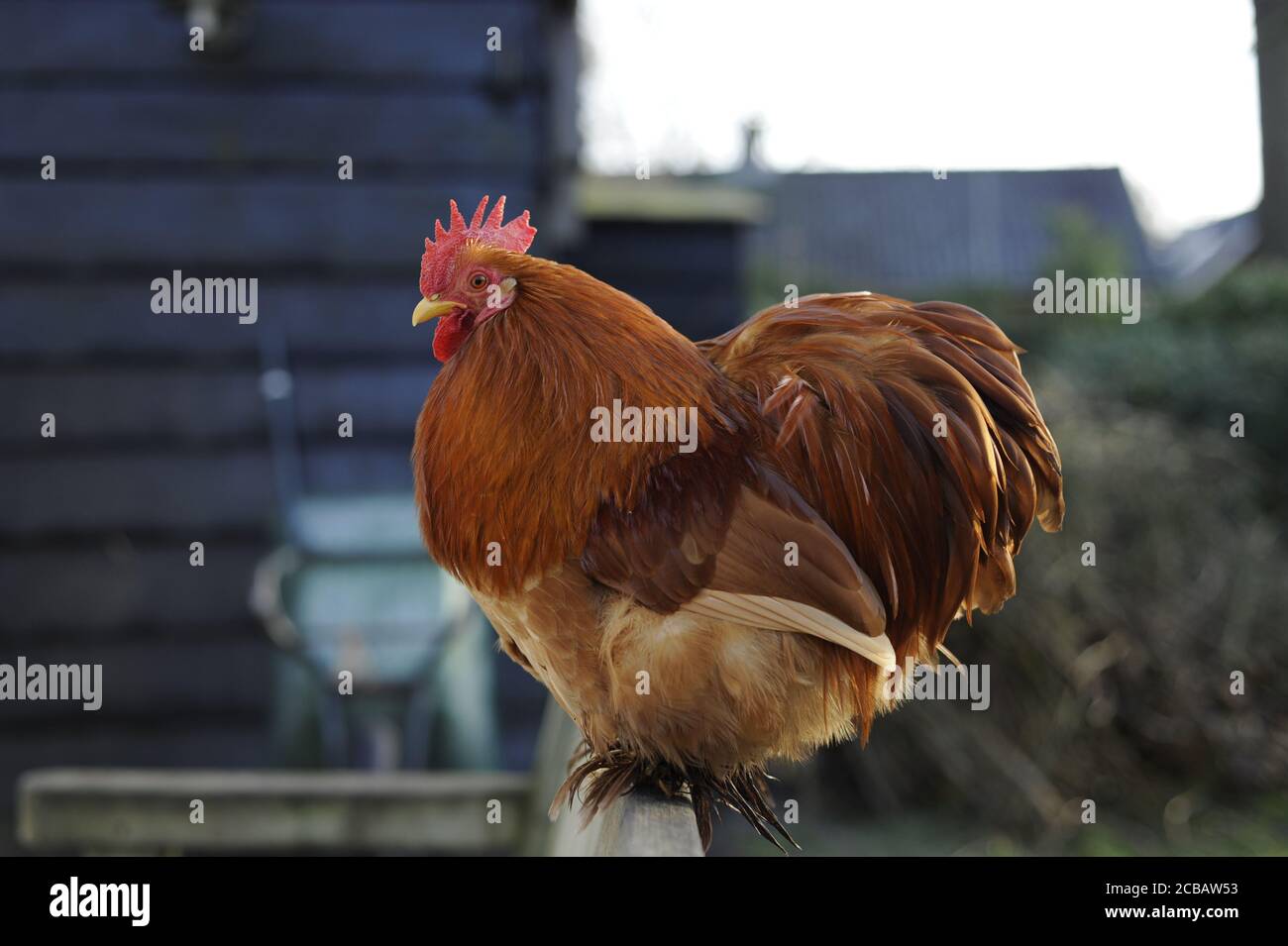 Closeup shot of a brown rooster Stock Photo - Alamy