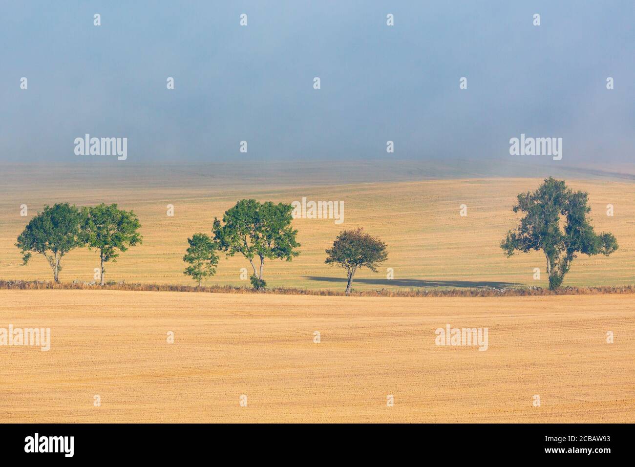 Countryside landscape view a treeline Stock Photo - Alamy