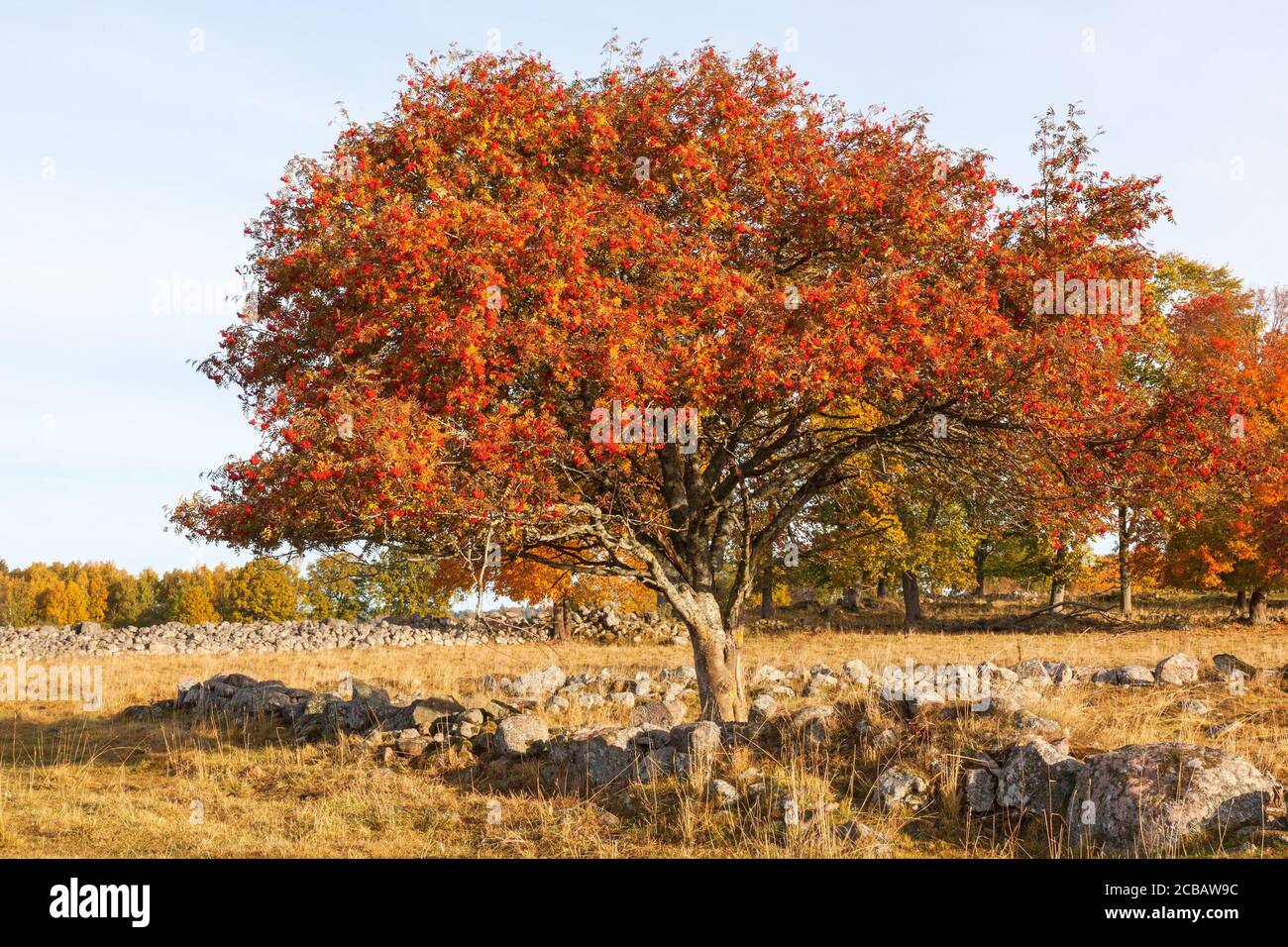 Rowan Tree with autumn colors in the meadow Stock Photo - Alamy