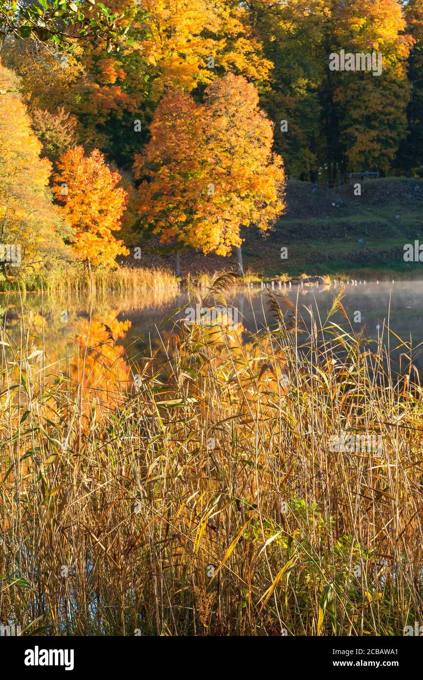 Autumn wetland calm water forest hi-res stock photography and images ...