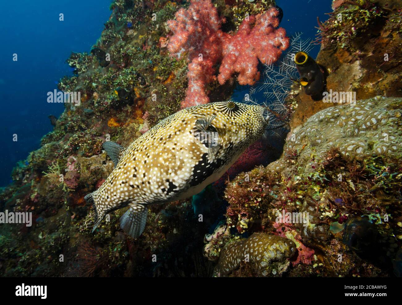 Map puffer, Arothron mappa, on coral encrusted Liberty wreck, Tulamben ...
