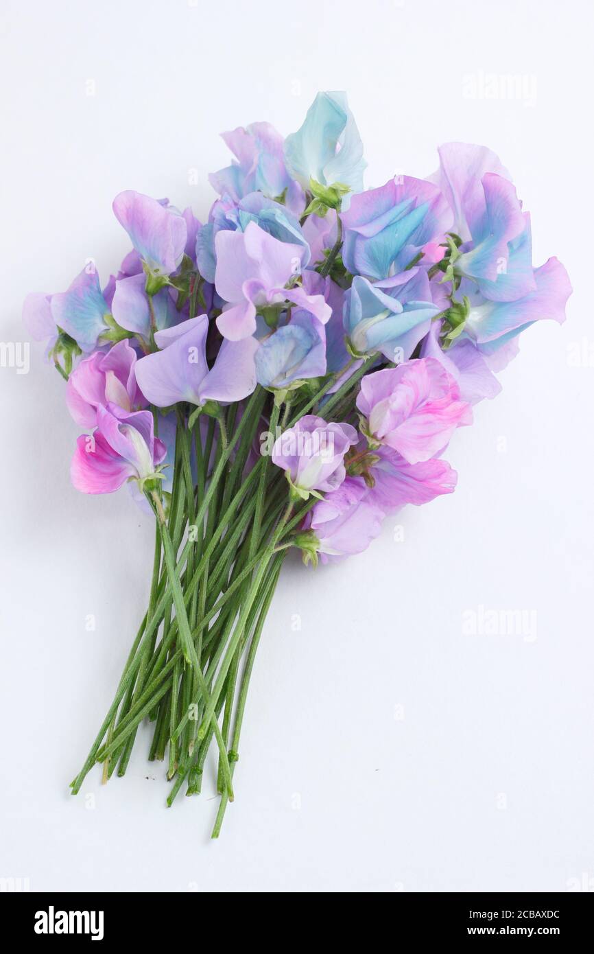Bunch sweet peas overhead hi-res stock photography and images - Alamy