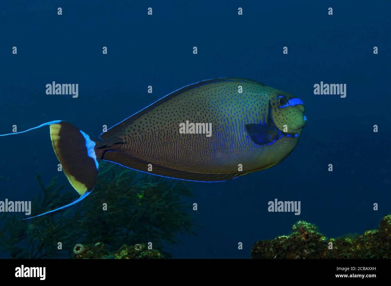 Bignose Unicornfish, Naso vlamingii, Tulamben, Bali, Indonesia Stock ...