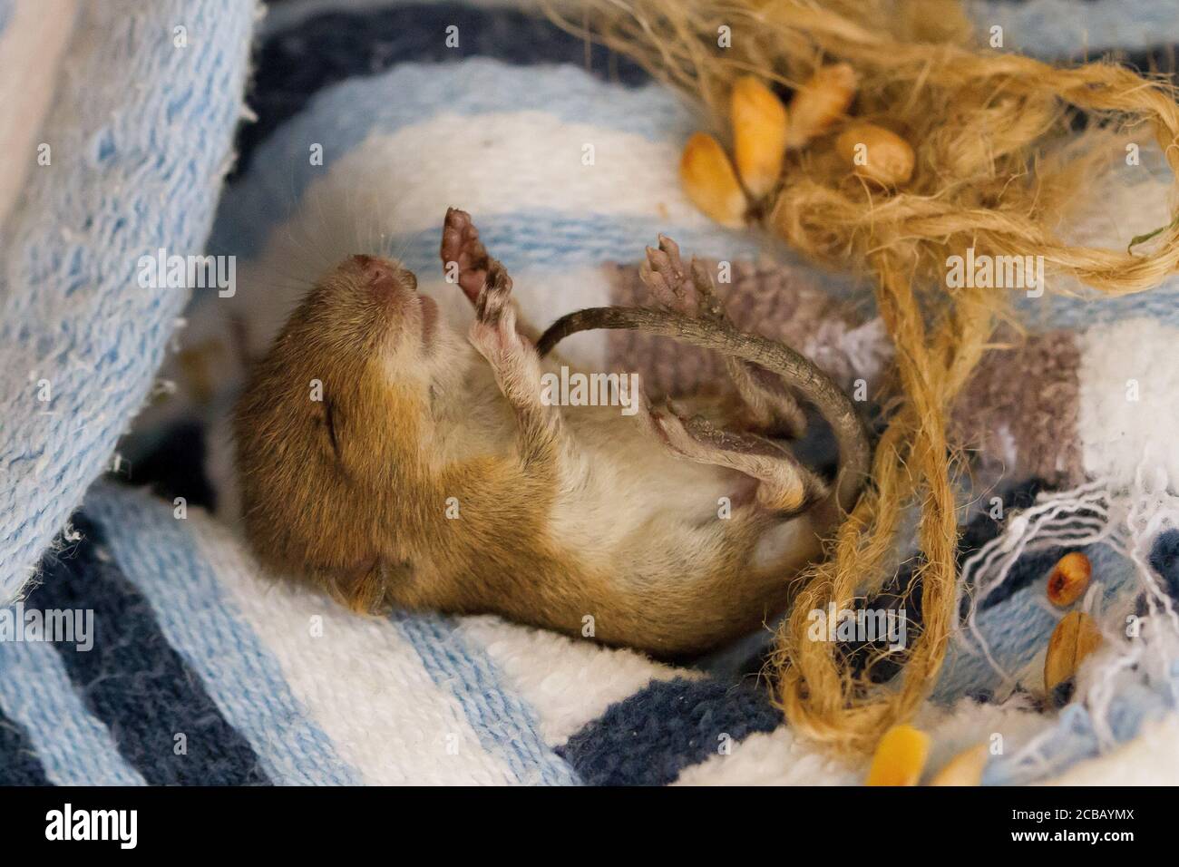 Baby mouse hi-res stock photography and images - Alamy