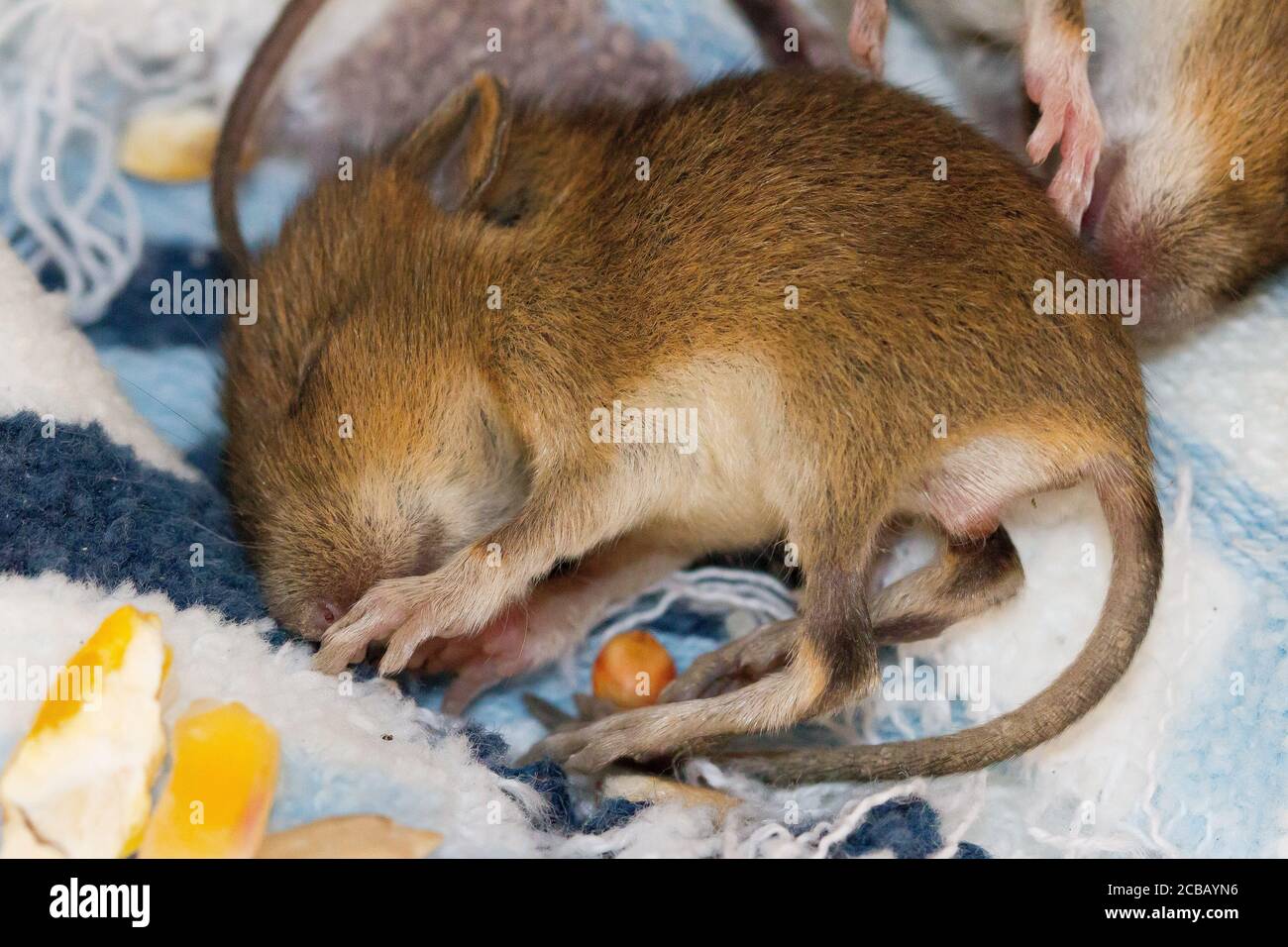 Sleep mouse hi-res stock photography and images - Alamy