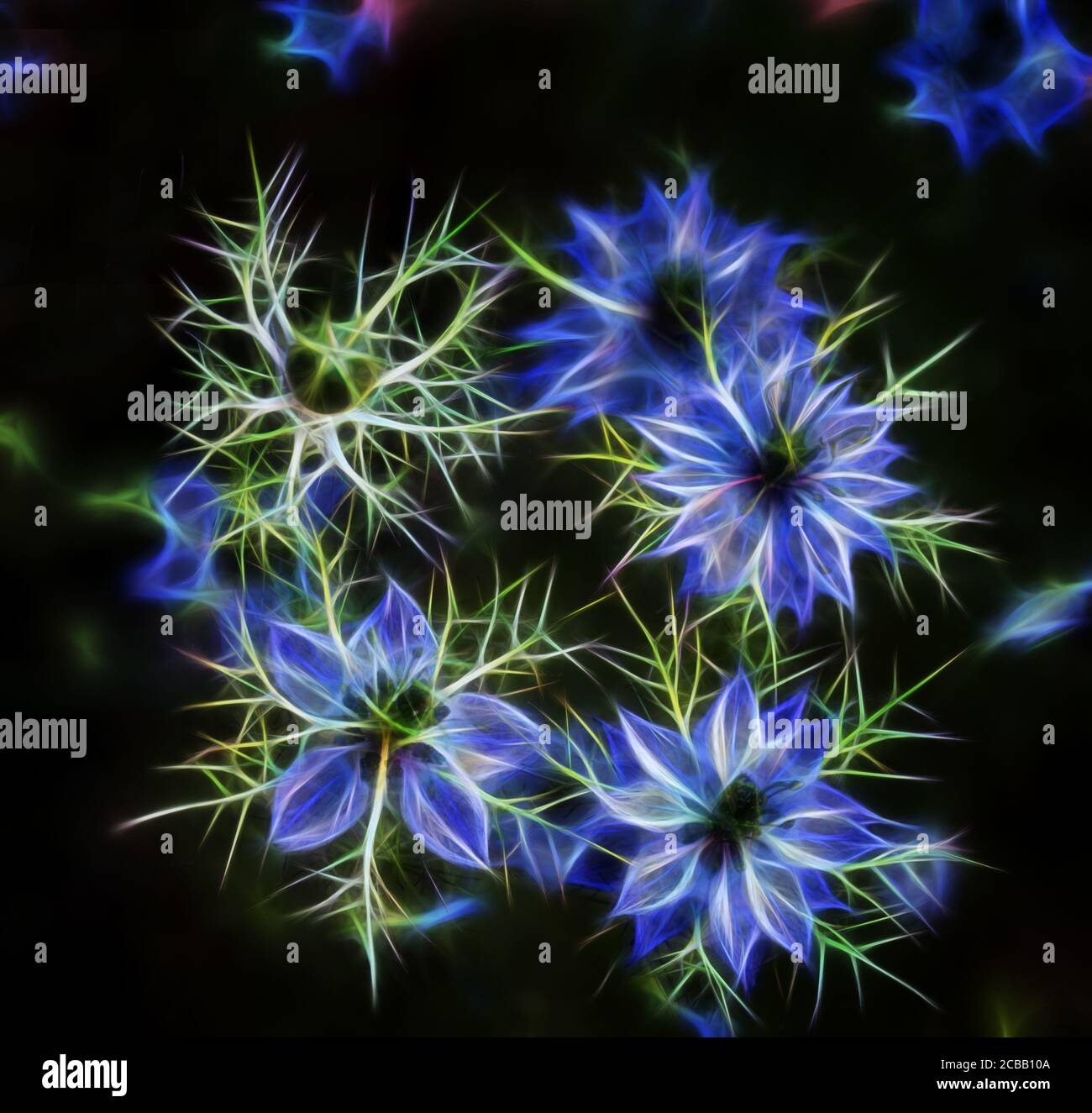 Electric Neon Flower Heads Stock Photo - Alamy