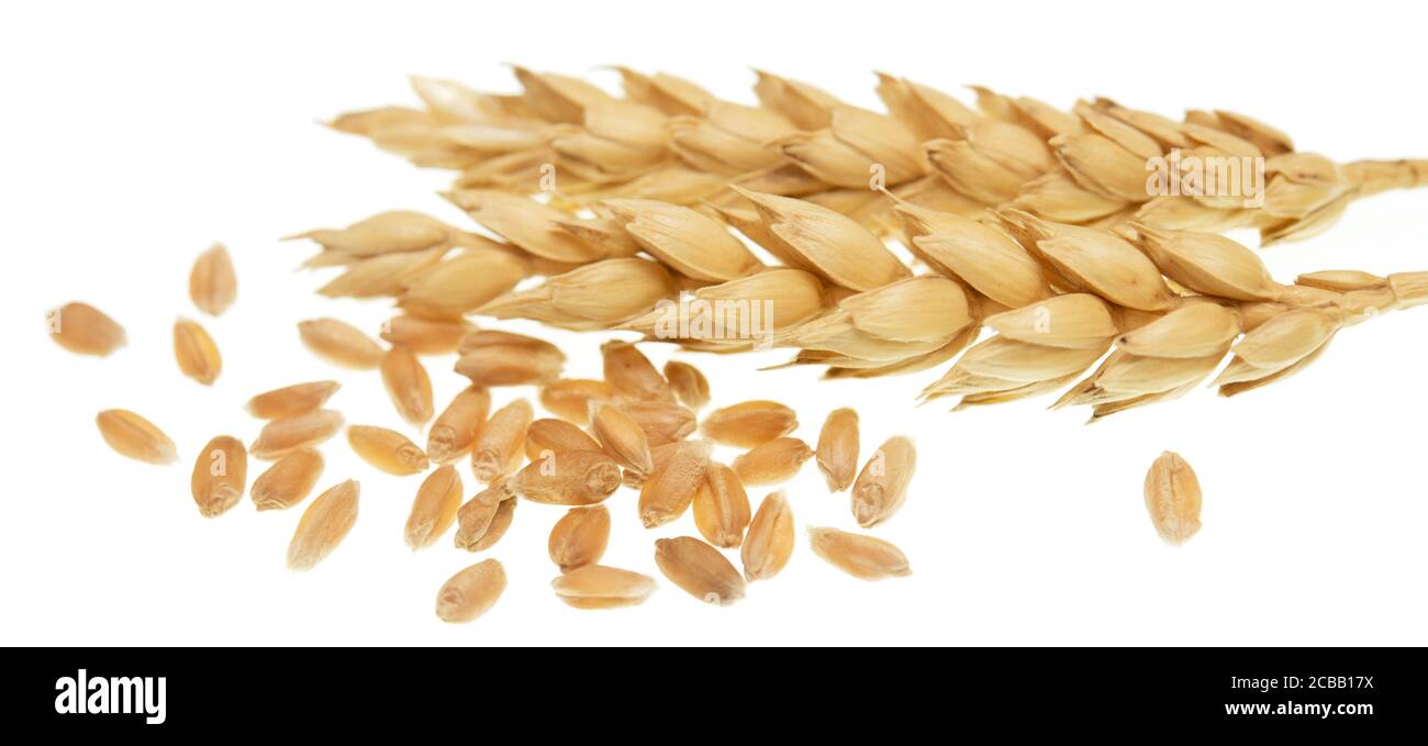 Wheat isolated on white background Stock Photo - Alamy