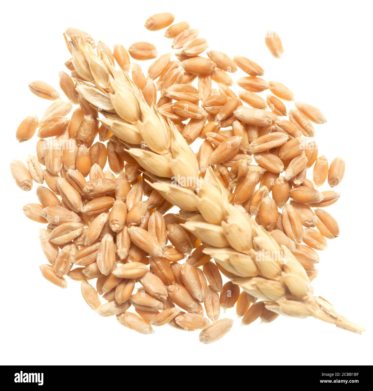 Wheat isolated on white background Stock Photo - Alamy