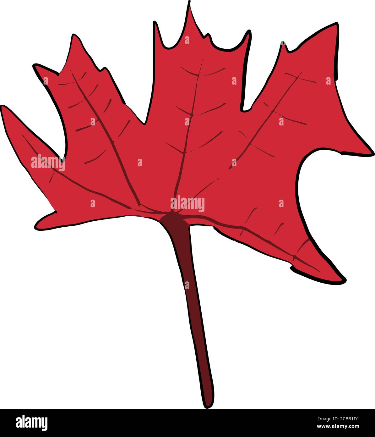 Vector illustration of maple leaf Stock Vector Image & Art - Alamy