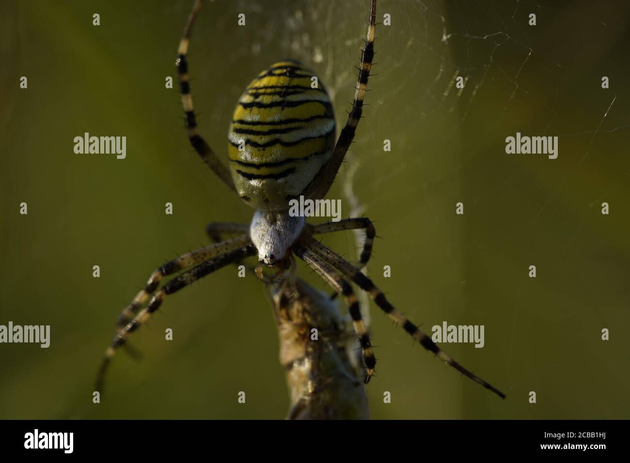 yellow black spider web grasshopper Stock Photo - Alamy yellow black spider web grasshopper Stock Photo - Alamy