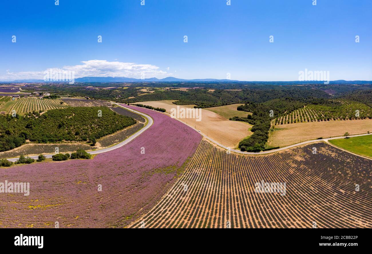 Lavender fields in Ardeche in southeast France Stock Photo - Alamy