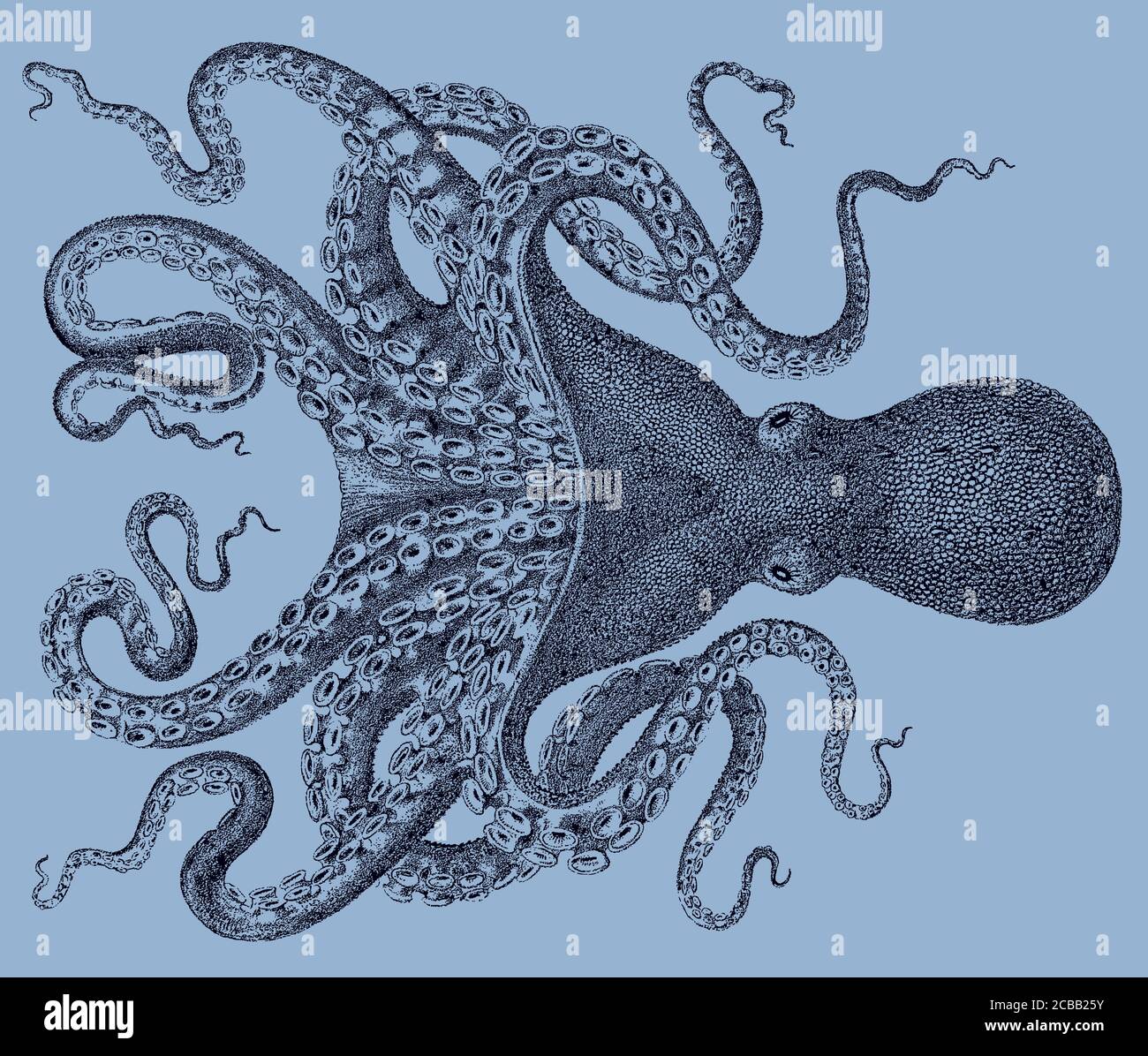 Vintage Octopus Illustration