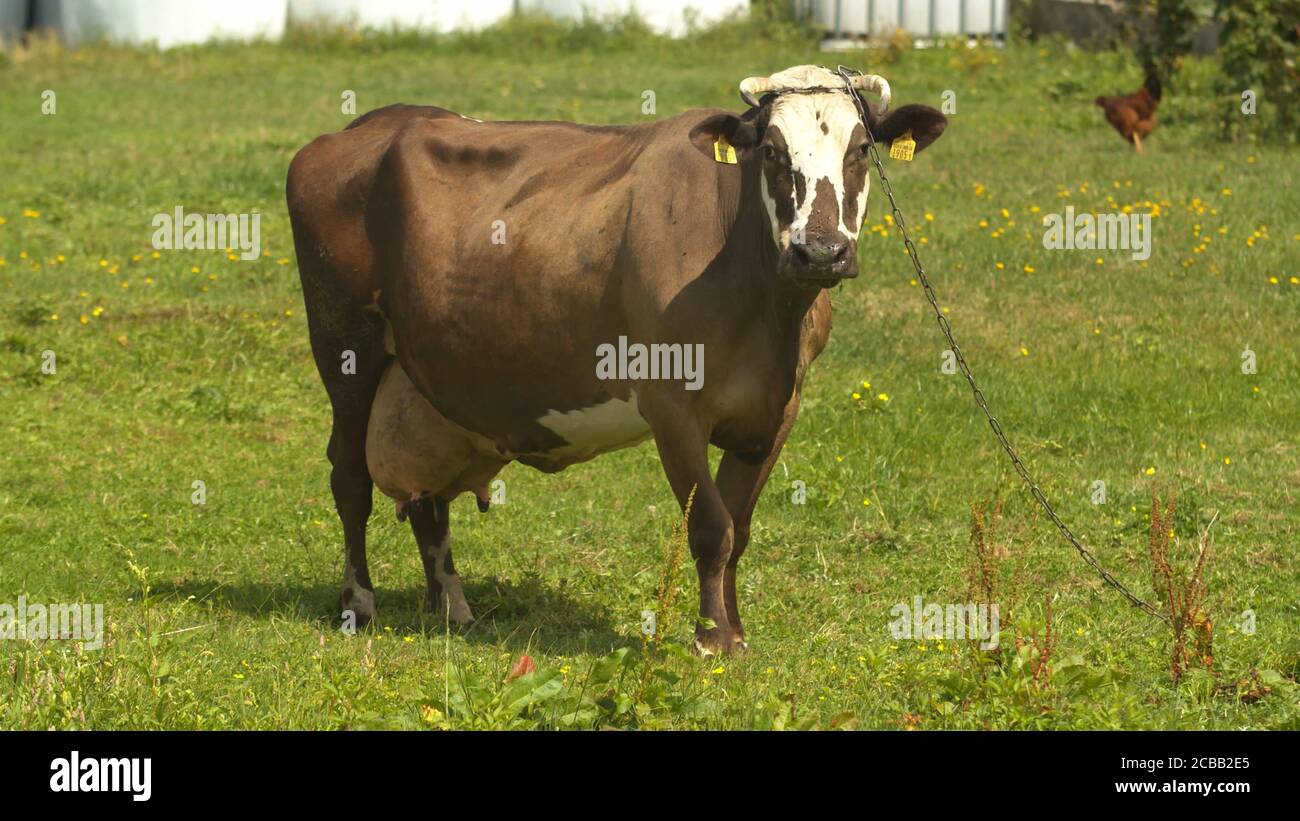 Polish Brown Milk Cow Grazing on the pasture. High quality photo Stock ...