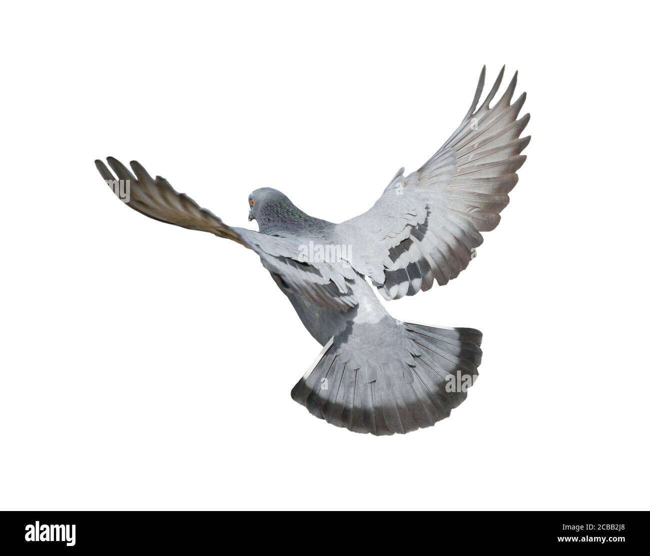 Full body pigeon Cut Out Stock Images & Pictures - Alamy