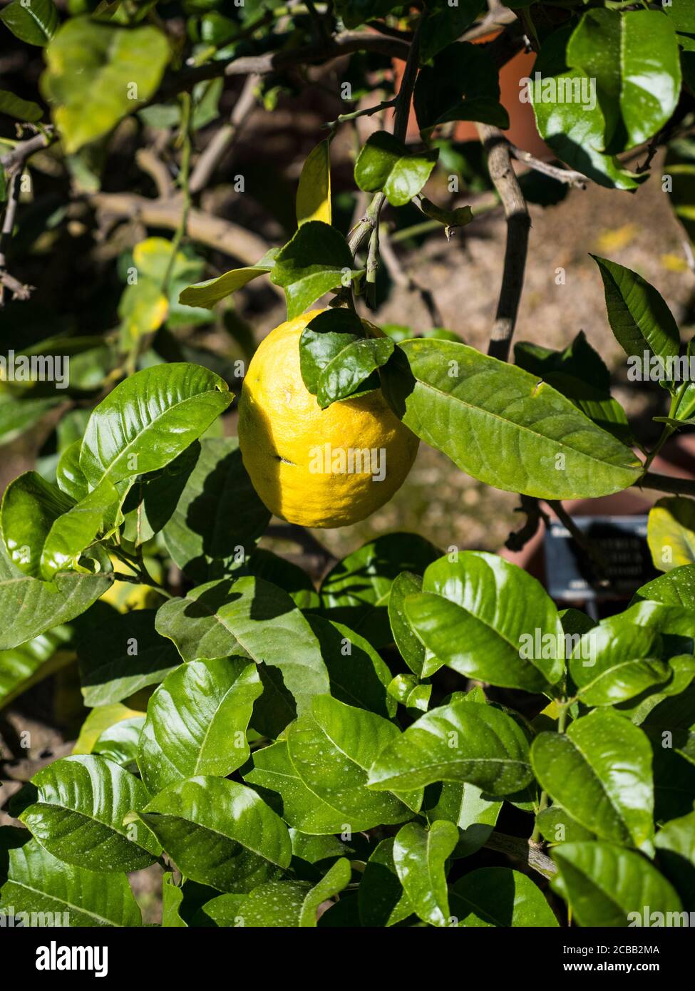 Lemon Tree, University of Oxford Botanical Gardens, Oxford, Oxfordshire ...