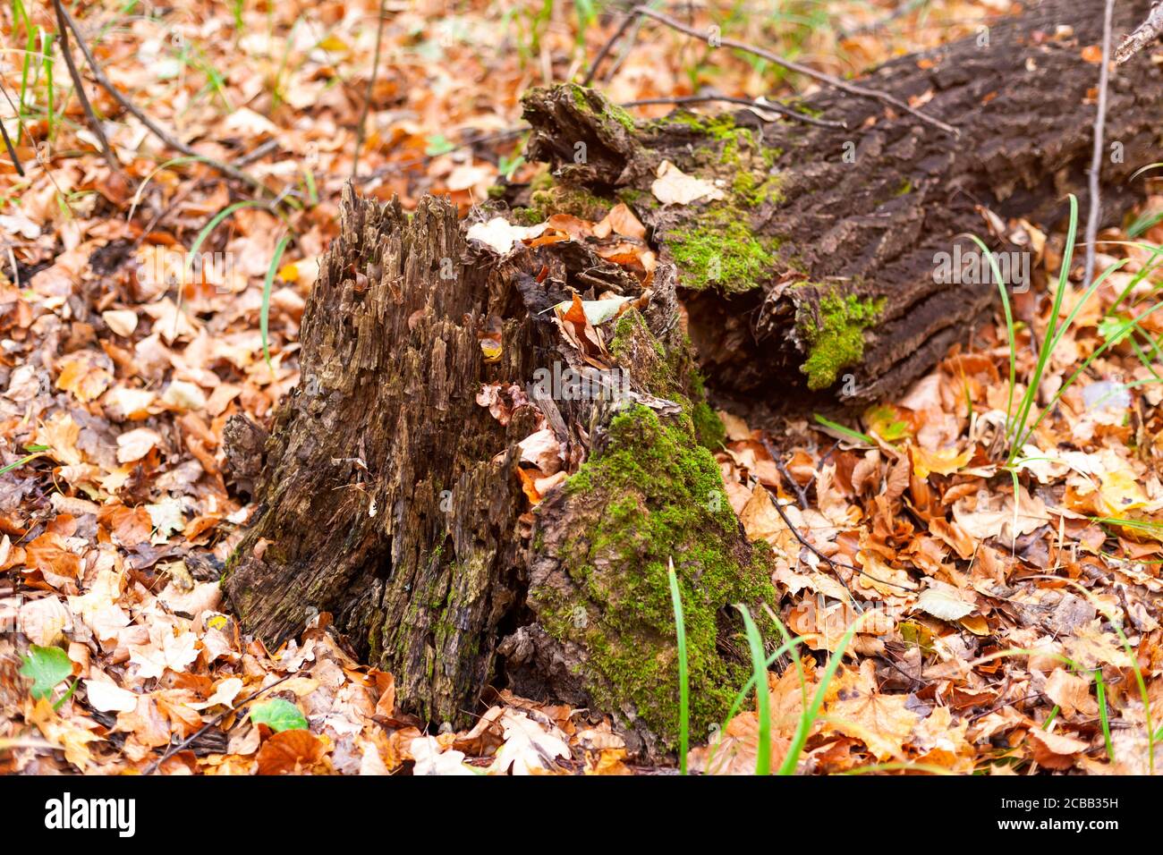 Rotten and fallen tree hi-res stock photography and images - Alamy