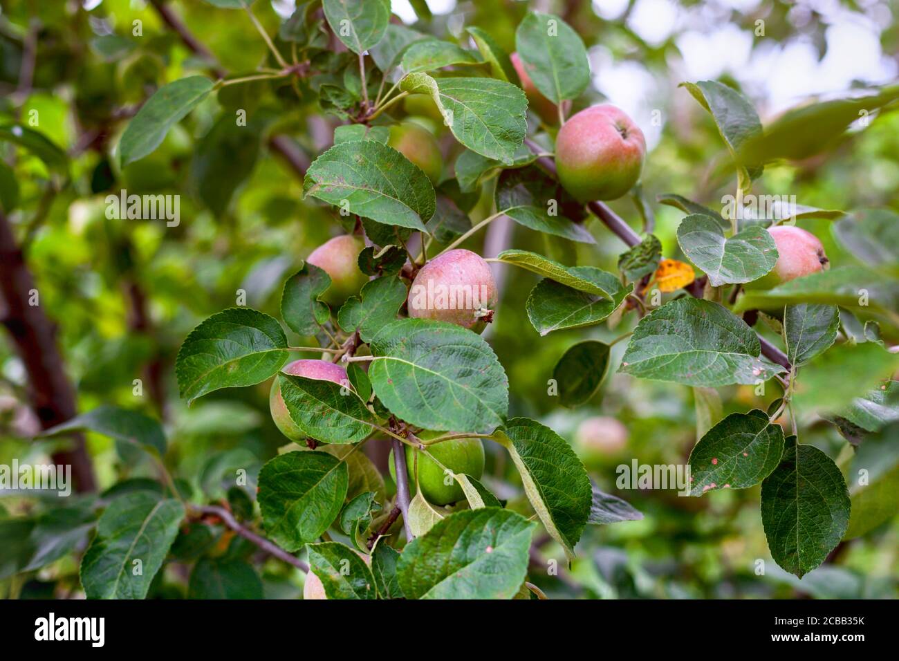 Organic apples grows on the tree Stock Photo - Alamy