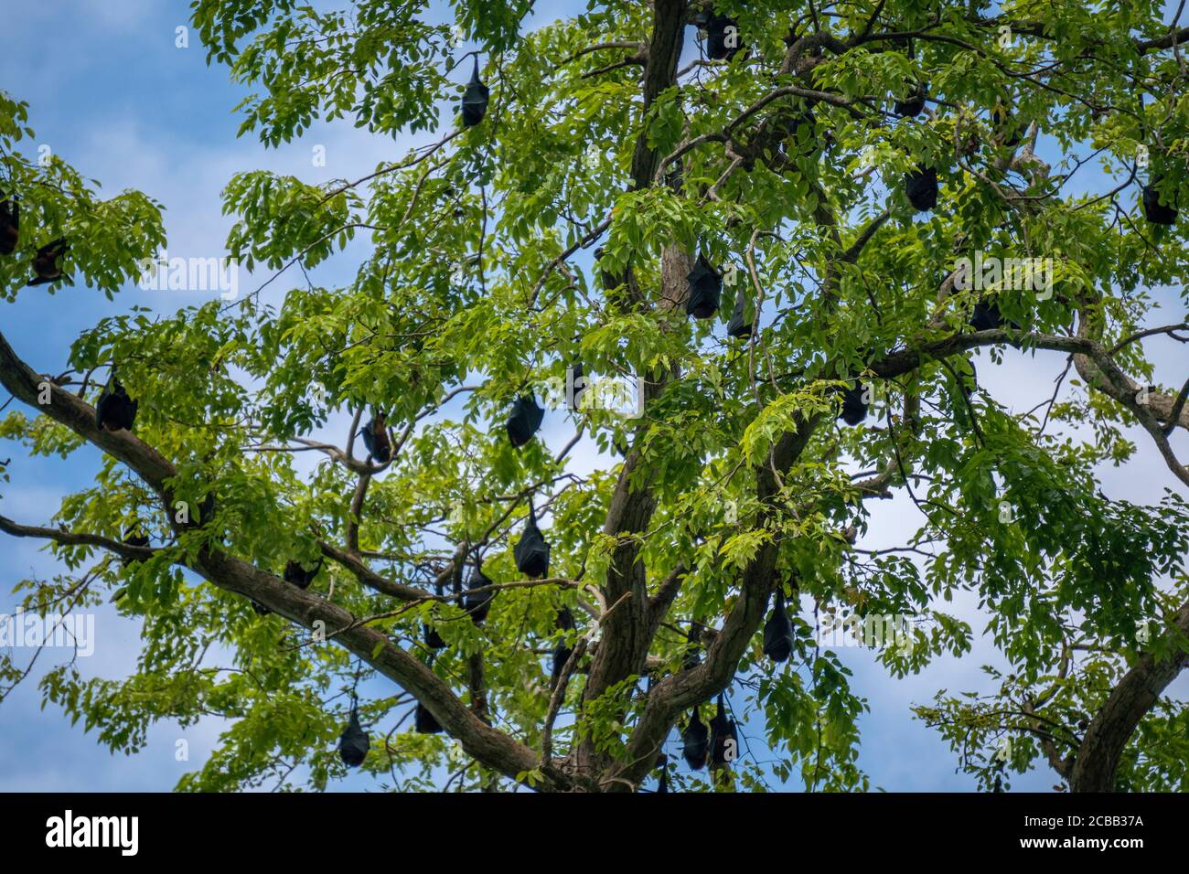 The large Colony of Flying Foxes, Fruit Bats, or Mega-Bats feed on ...