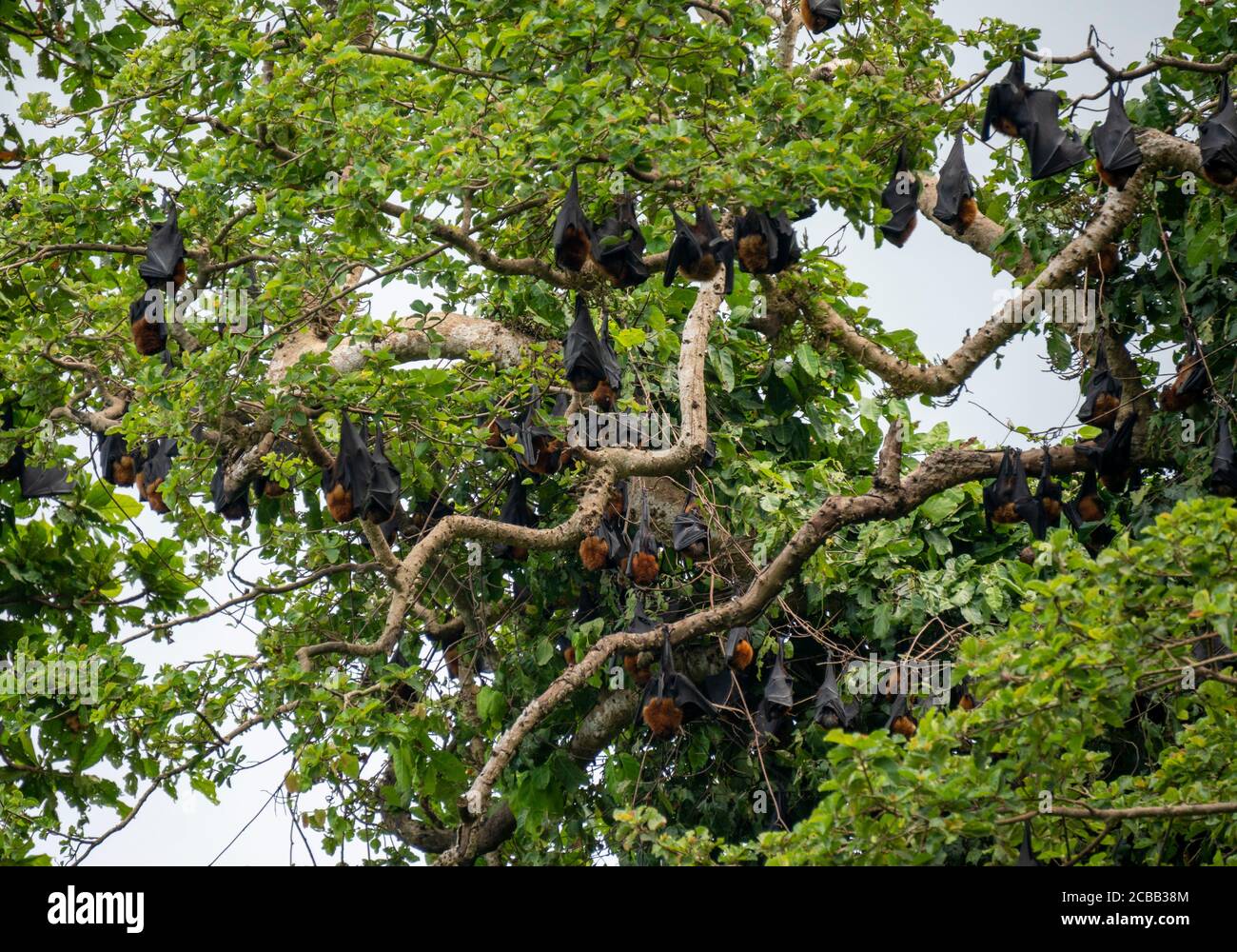 The large Colony of Flying Foxes, Fruit Bats, or Mega-Bats feed on ...