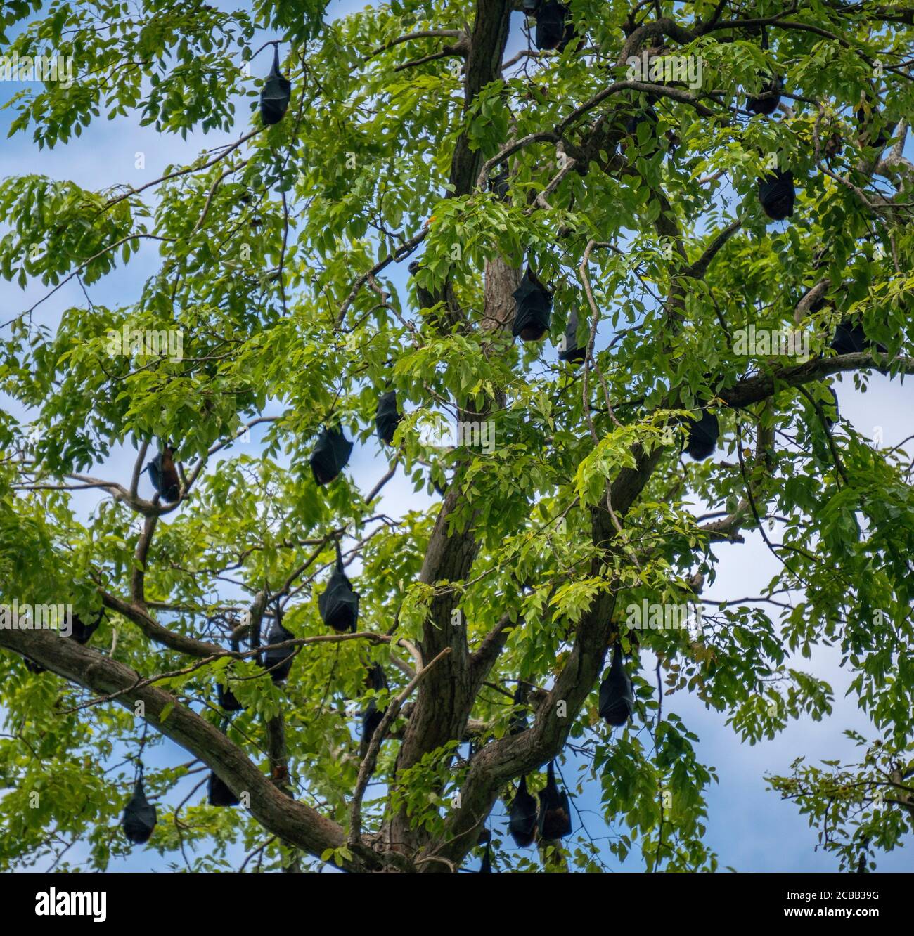 The large Colony of Flying Foxes, Fruit Bats, or Mega-Bats feed on ...
