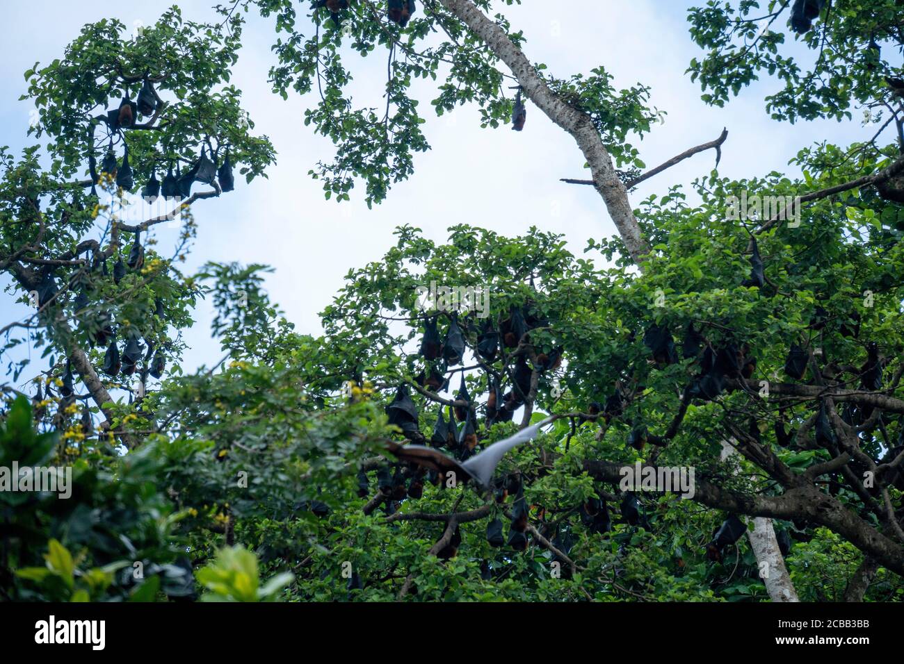 The large Colony of Flying Foxes, Fruit Bats, or Mega-Bats feed on ...