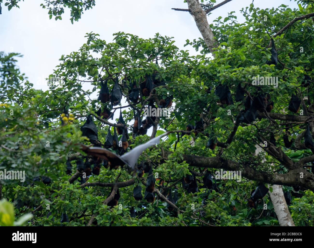 The large Colony of Flying Foxes, Fruit Bats, or Mega-Bats feed on ...