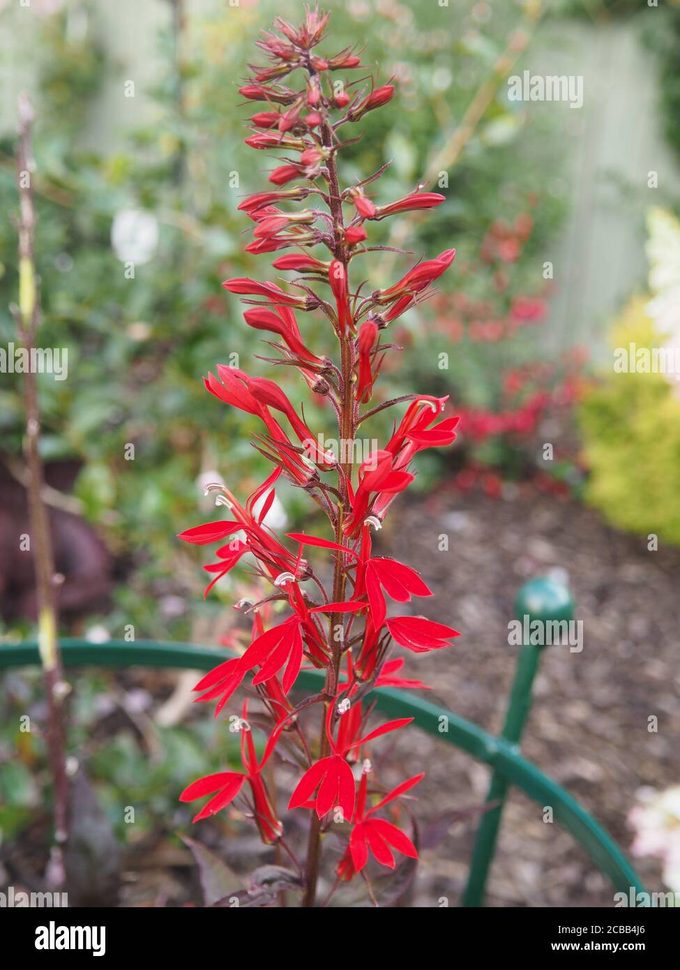 Bright red salvia flowers Stock Photo - Alamy