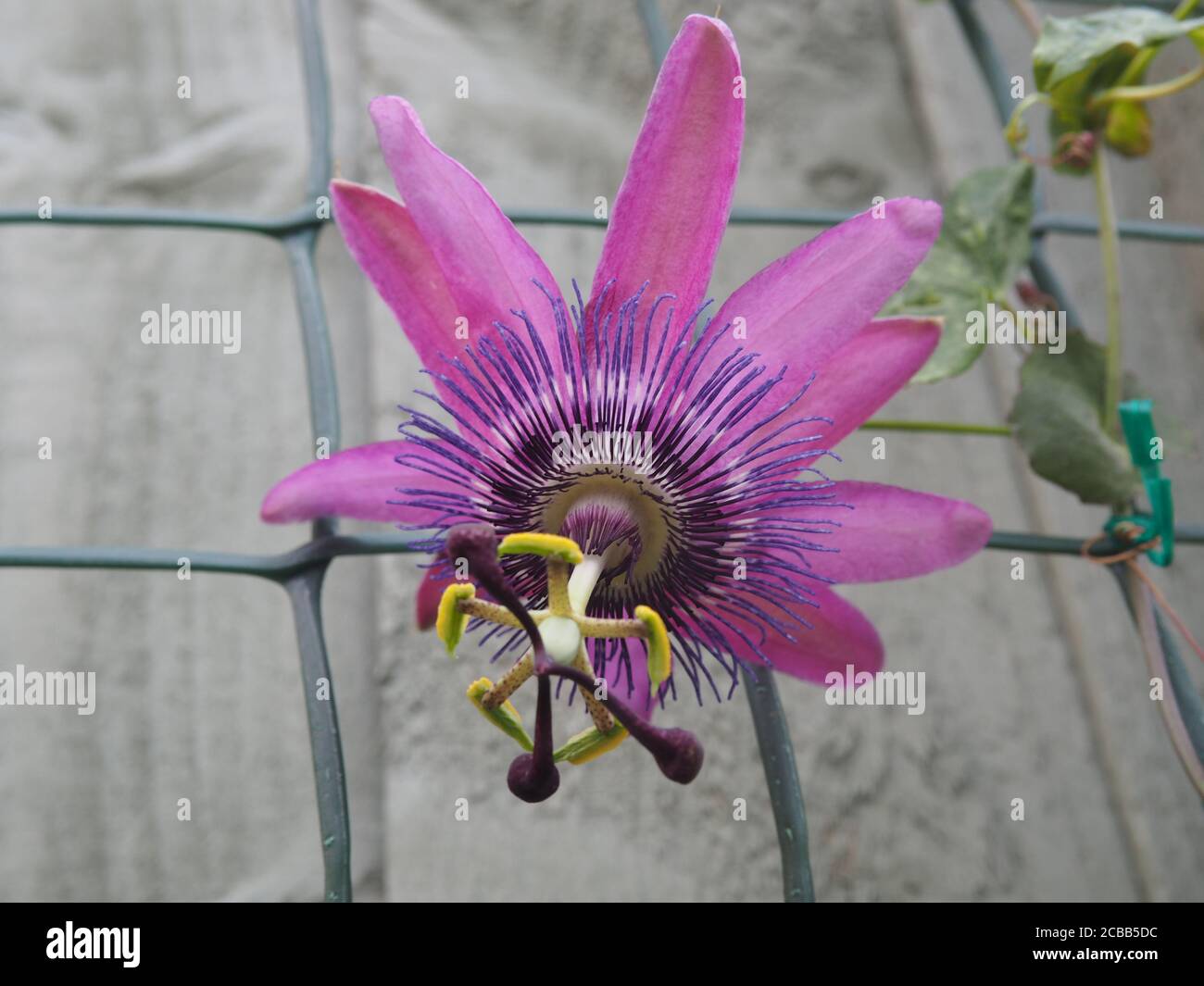Passiflora open hi-res stock photography and images - Alamy