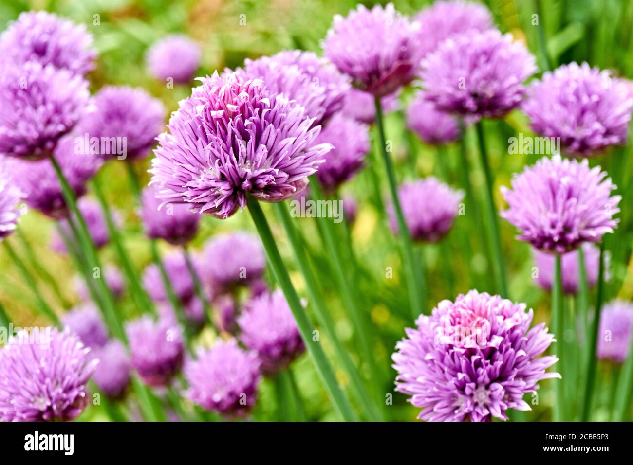 Chives or Allium Schoenoprasum in bloom with purple violet flowers and ...