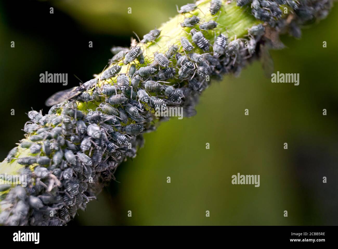 Macro of many dark grey aphids on a young plant stem. Aphids are small ...