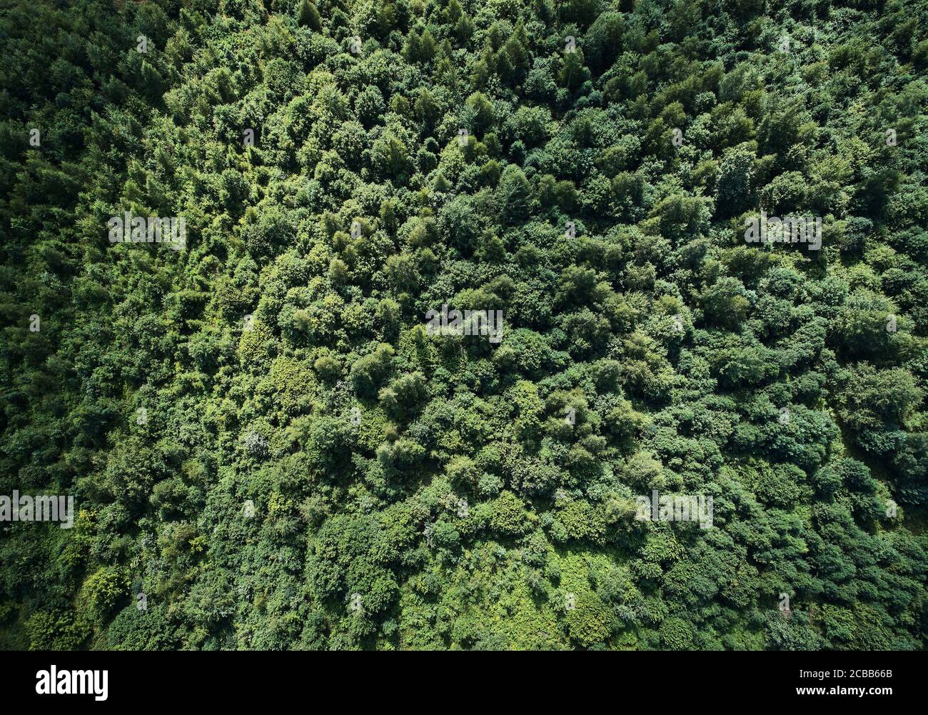 Green forest texture background aerial above top view Stock Photo - Alamy