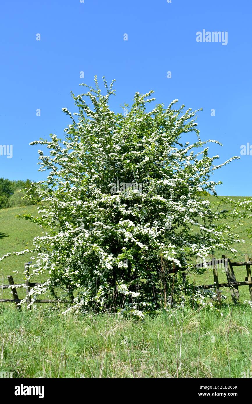 Hawthorn Tree Also Know As May Trees In Full Blossom With Grass And