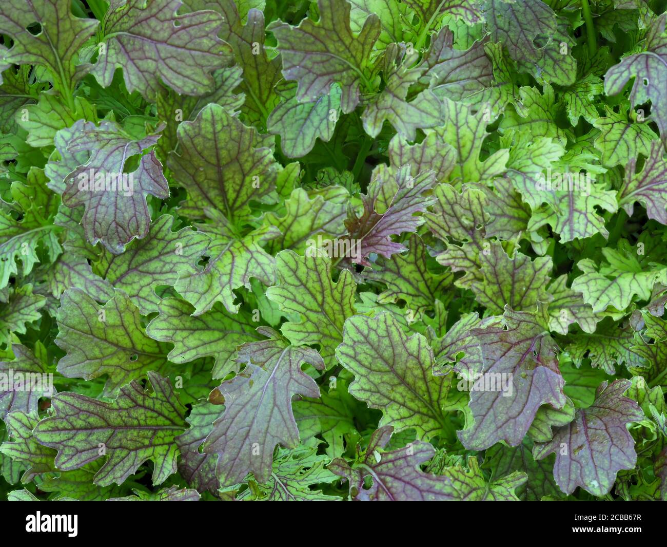 Close crop of dense variegated mustard leaves, variety F1 Red Dragon ...